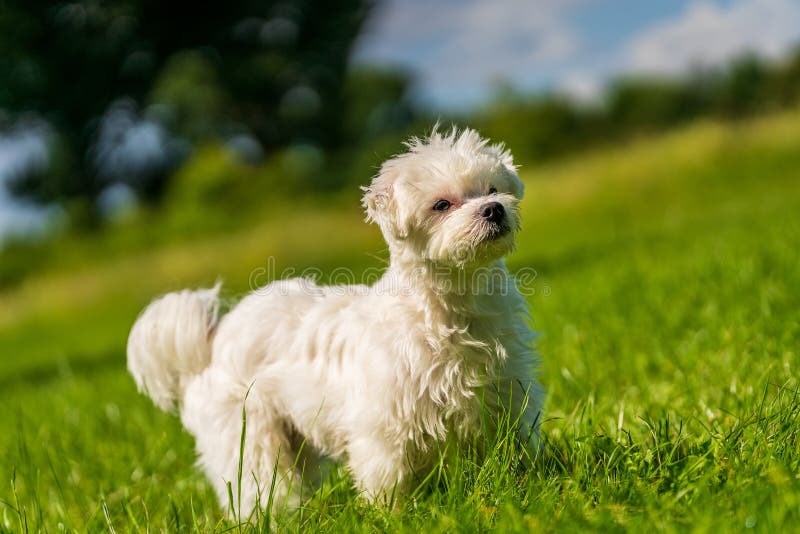 Small Mini Maltese Dog on the Meadow Stock Photo - Image of field ...