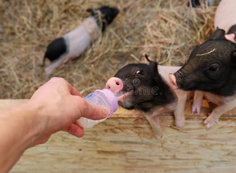 Small mini pigs stock photo. Image of cute, animal, snout - 238587234