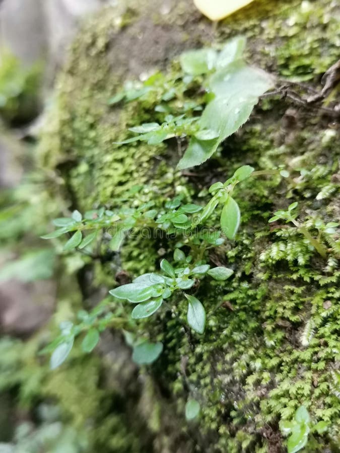 Small Mini Planta on the Rock Stock Photo - Image of small, rock: 249589978