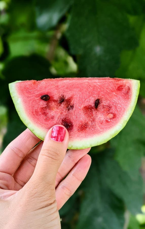 Small Mini Red Watermelon in Hand Stock Image - Image of watermelon ...