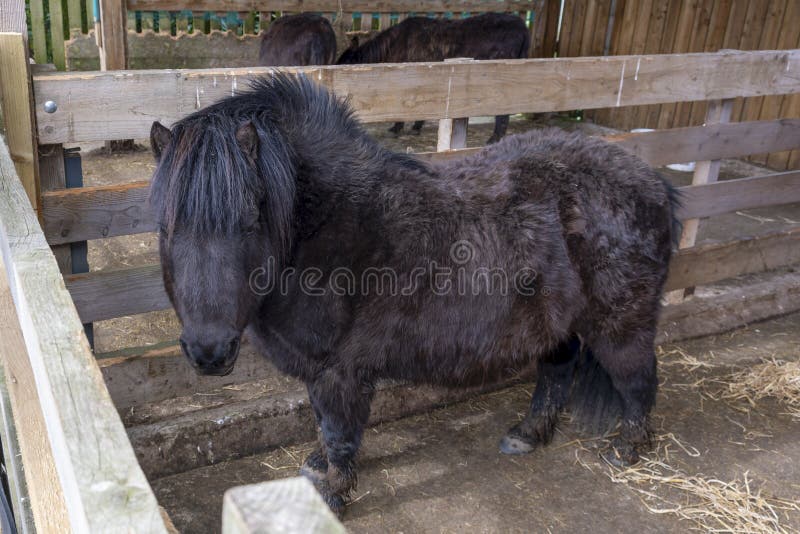 Small Miniature Pony Horse Standing at the Side of a Stable Looking ...
