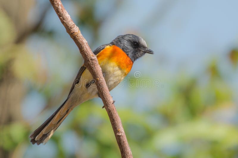 Small Minivet bird stock image. Image of colourful, female - 89183333