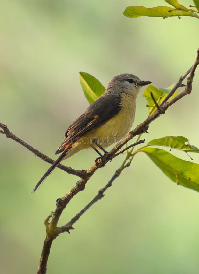 Small Minivet female bird stock photo. Image of male - 91582152