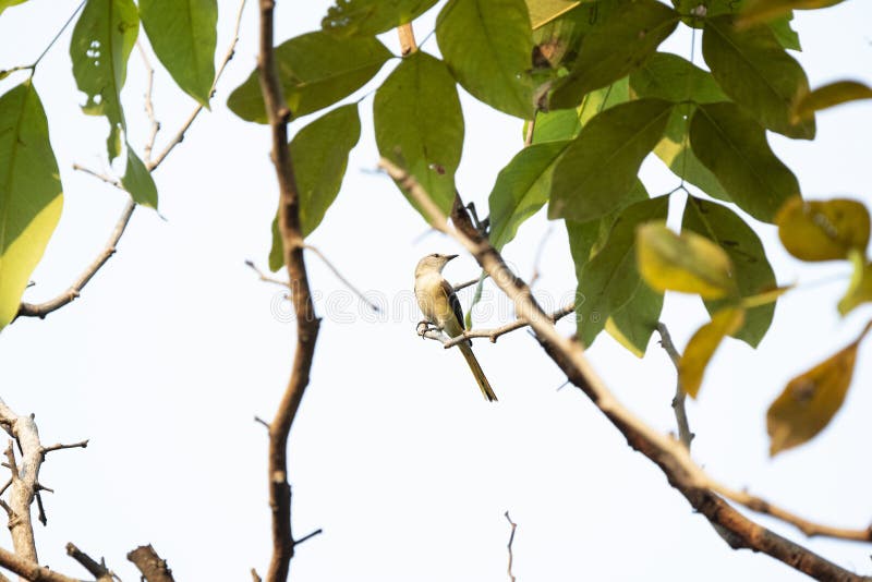 Small minivet stock photo. Image of cinnamomeus, tail - 244900144