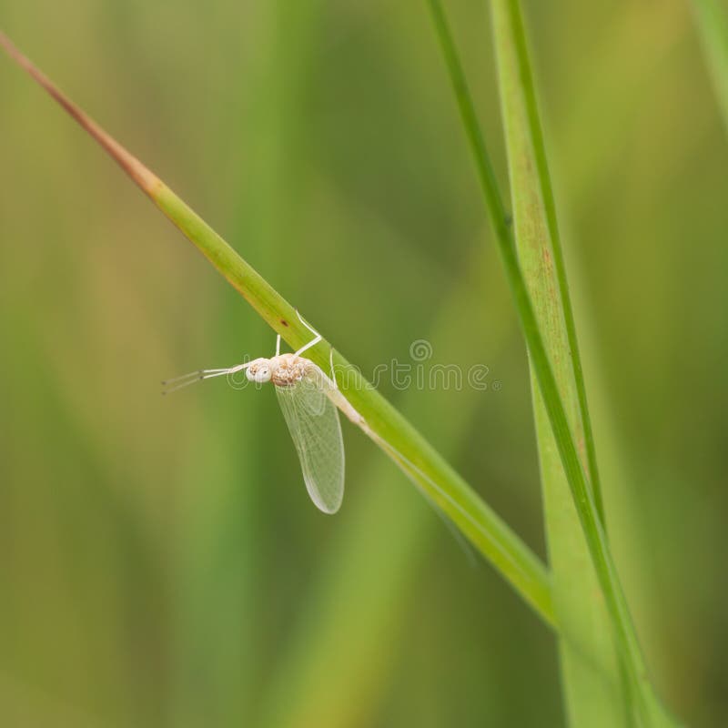 Small Minnow Mayfly stock image. Image of outdoors, animalia - 91364315