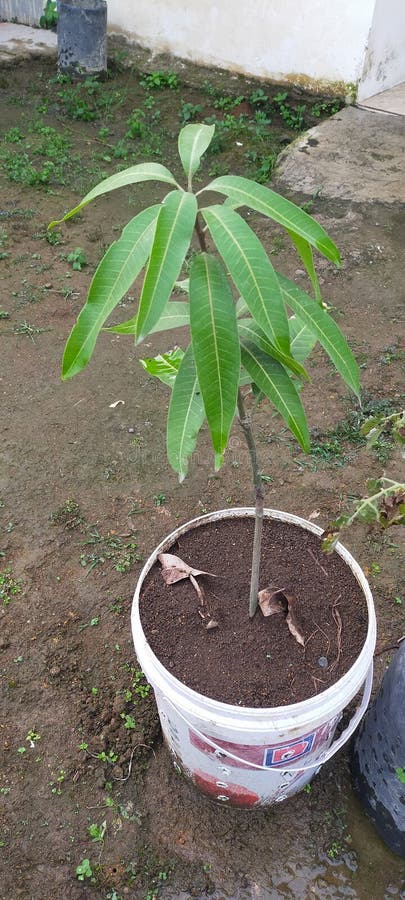 Small Miyazaki Mango tree stock photo. Image of plant - 318347906