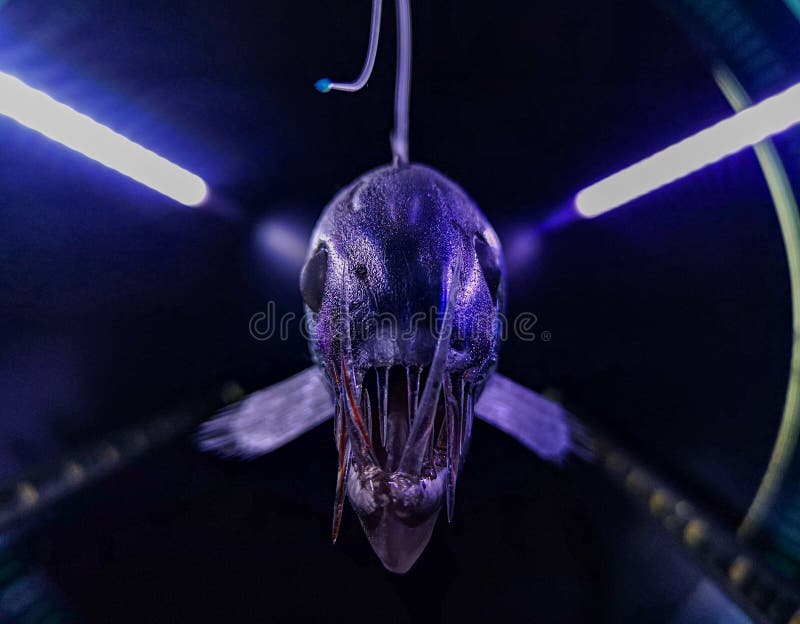 Small Model of Fish from Mariana Trench Stock Photo - Image of render ... Small Model of Fish from Mariana Trench Stock Photo - Image of render ...