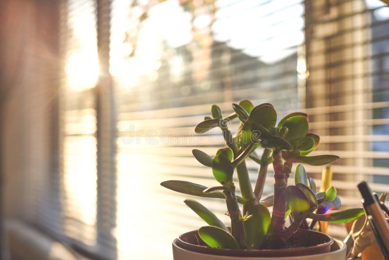Small Money Tree Plant in Window of Home Interior in Sun Light Stock ...