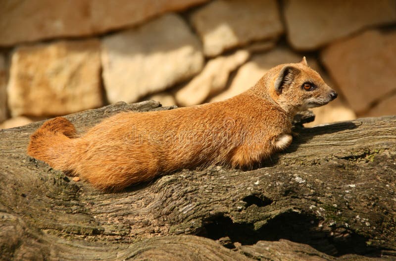 Small Mongoose is Relaxing and Lying on Fallen Tree Stock Photo - Image ...