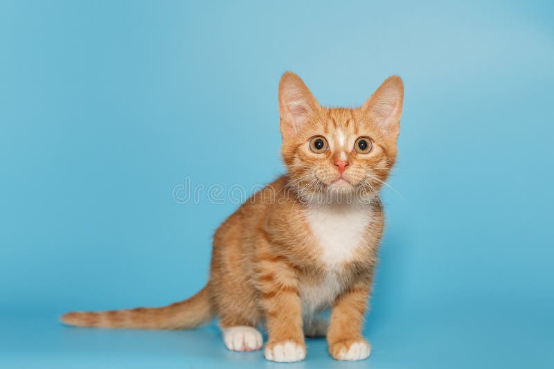 Small Mongrel Dog with Ruddy Ears on White Background in Panoramic ...