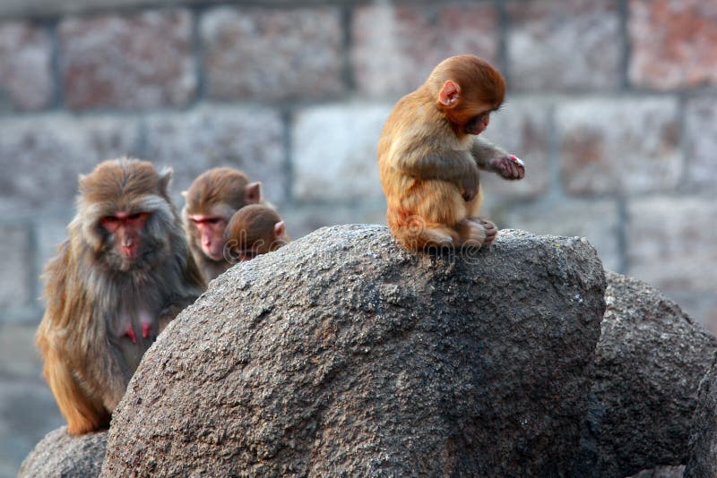 Small monkey stock photo. Image of child, creature, love - 12697966