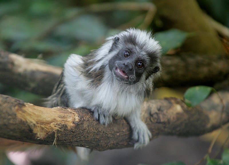 Small monkey 2 stock image. Image of small, trees, wildlife - 1116655