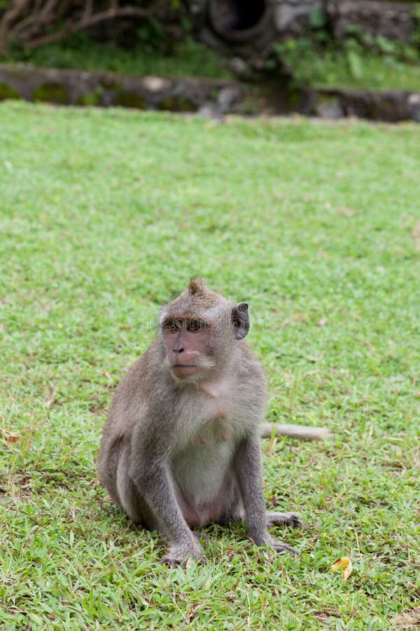 Small monkey stock image. Image of wild, nature, elicit - 25298209