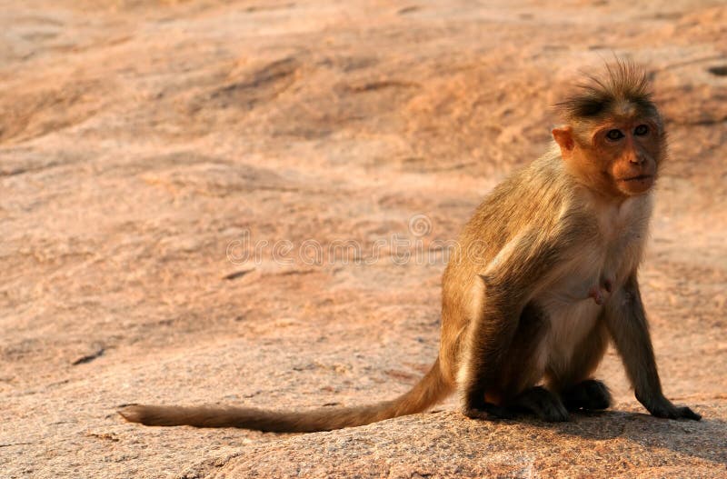 Small monkey stock image. Image of macaque, indian, adorable - 28411393