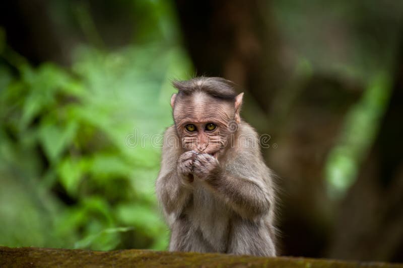 Small Monkey in Bamboo Forest. South India Stock Image - Image of fauna ...