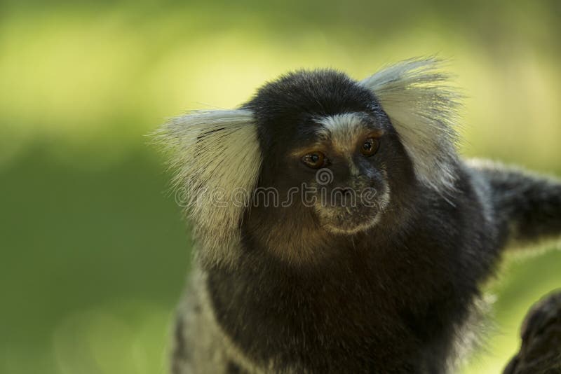 Small Monkey with Black Fur and White Parts Stock Image - Image of ...