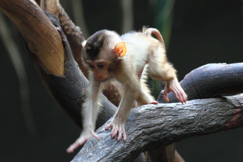 Small monkey child stock photo. Image of primitive, animal - 23431820