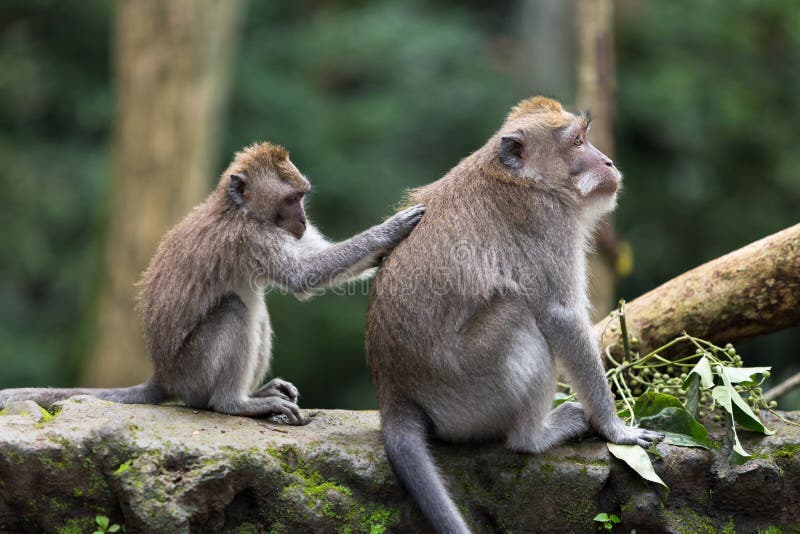 A Small Monkey Cleans the Fur with the Hands of a Large Macaque Sitting ...