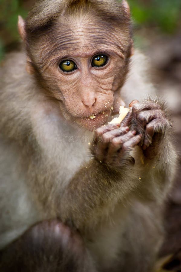 Small monkey eating stock photo. Image of asian, child - 30370496