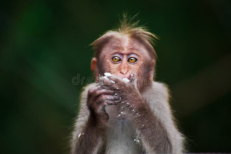Small Monkey Looking Around in Bamboo Forest Stock Image - Image of ...