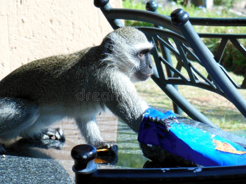 A Small Monkey Eats Chips on the Table Stock Photo - Image of sits ...