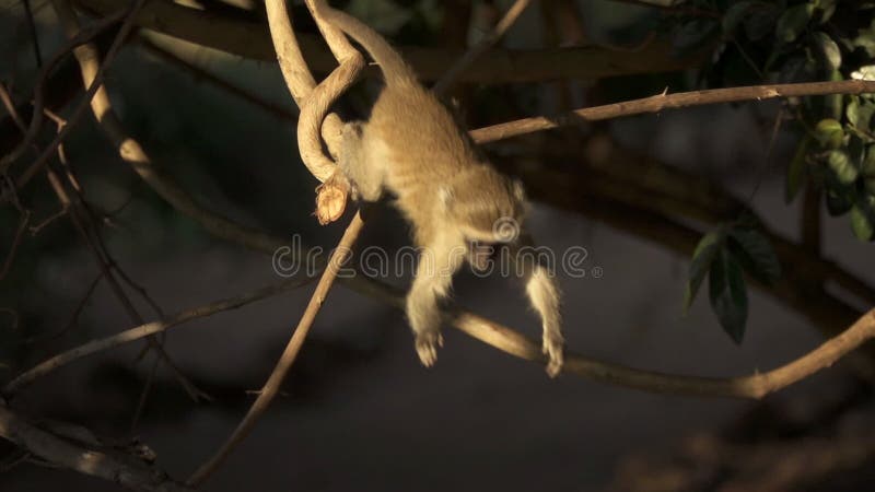 Small Monkey Jumps Out of the Branch in Slow-mo Stock Video - Video of ...