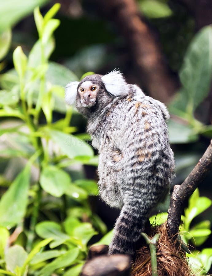 Small monkey - Marmoset stock photo. Image of black, portrait - 26788206