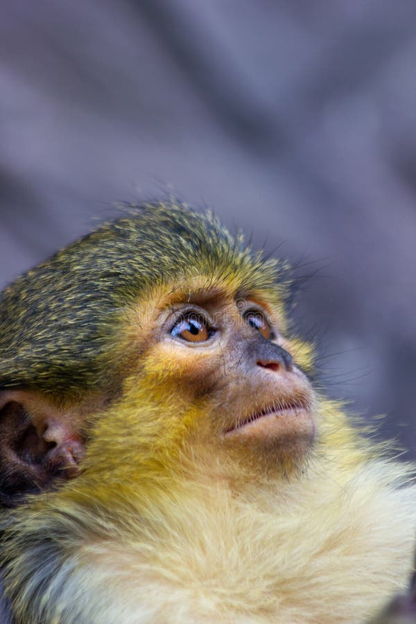 A Small Monkey is Playing on a Tree in a National Park in the Czech ...