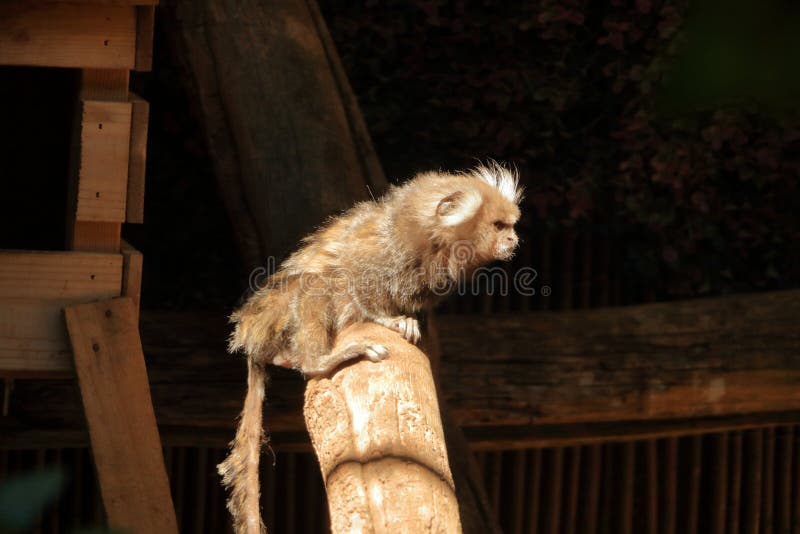 Small Monkey Popularly Known As White-Tailed Sagittarius, Callithrix ...