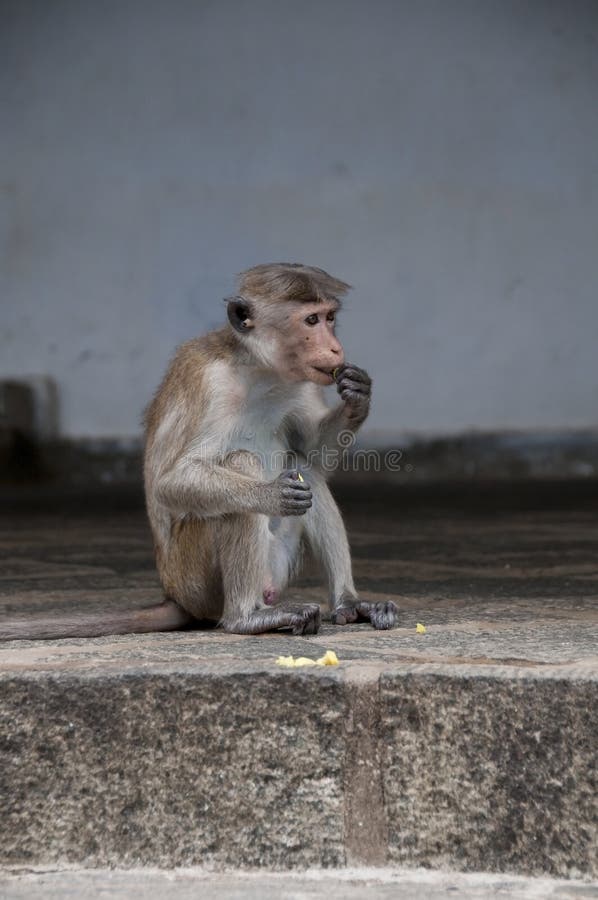 Wild monkey with baby stock photo. Image of forest, instinct - 23777990