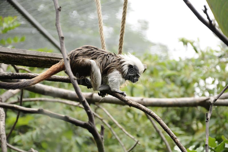 Small monkey stock photo. Image of africa, expression - 31942486