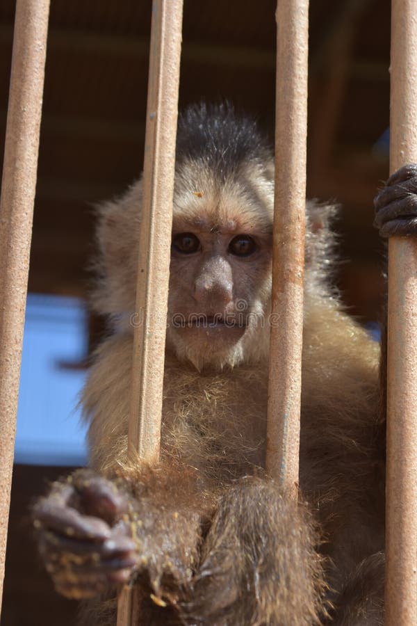 168 Monkey Reaching Stock Photos - Free & Royalty-Free Stock Photos ...