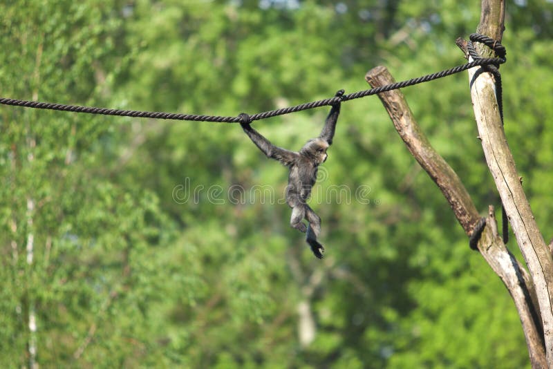 A small monkey on a rope stock image. Image of forest - 111677061