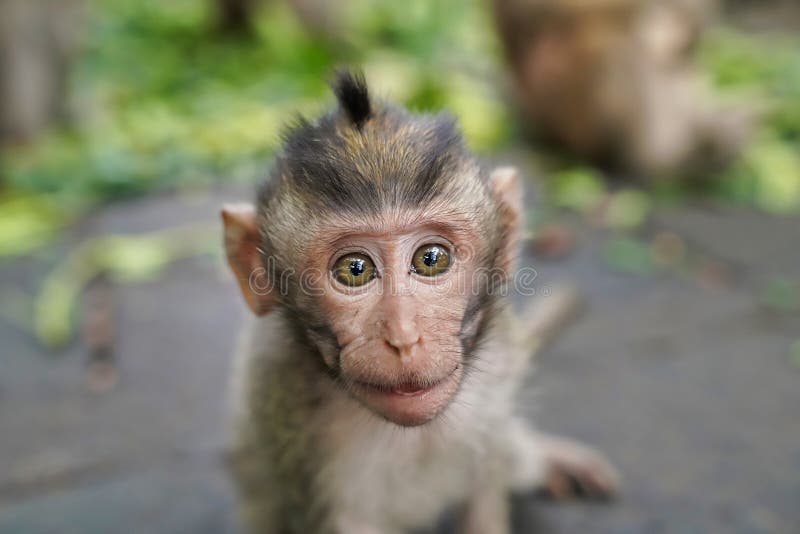 Smart Little Monkey in the Wild Stock Photo - Image of nature, face ...