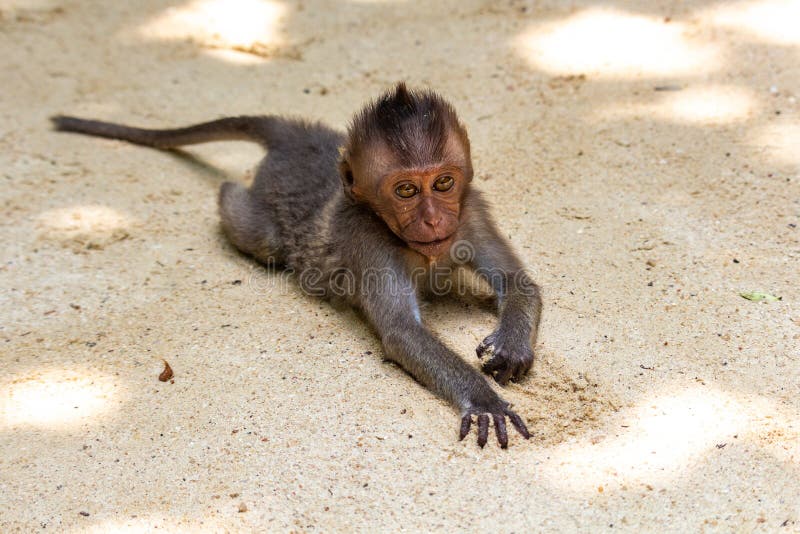 1,570 Wild Monkey Sand Stock Photos - Free & Royalty-Free Stock Photos ...