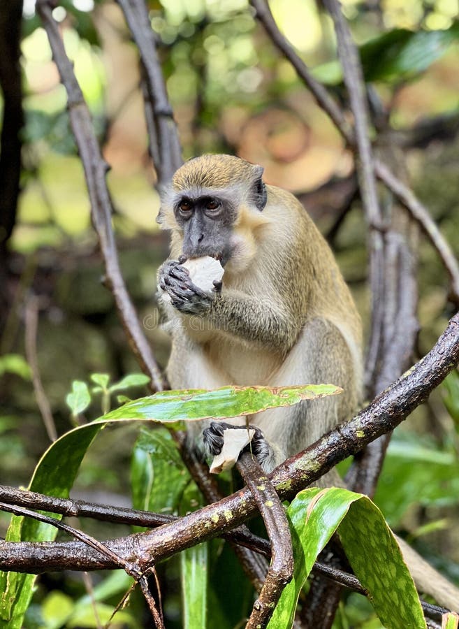 Monkey stock image. Image of monkies, tree, cute, monkey - 265286761