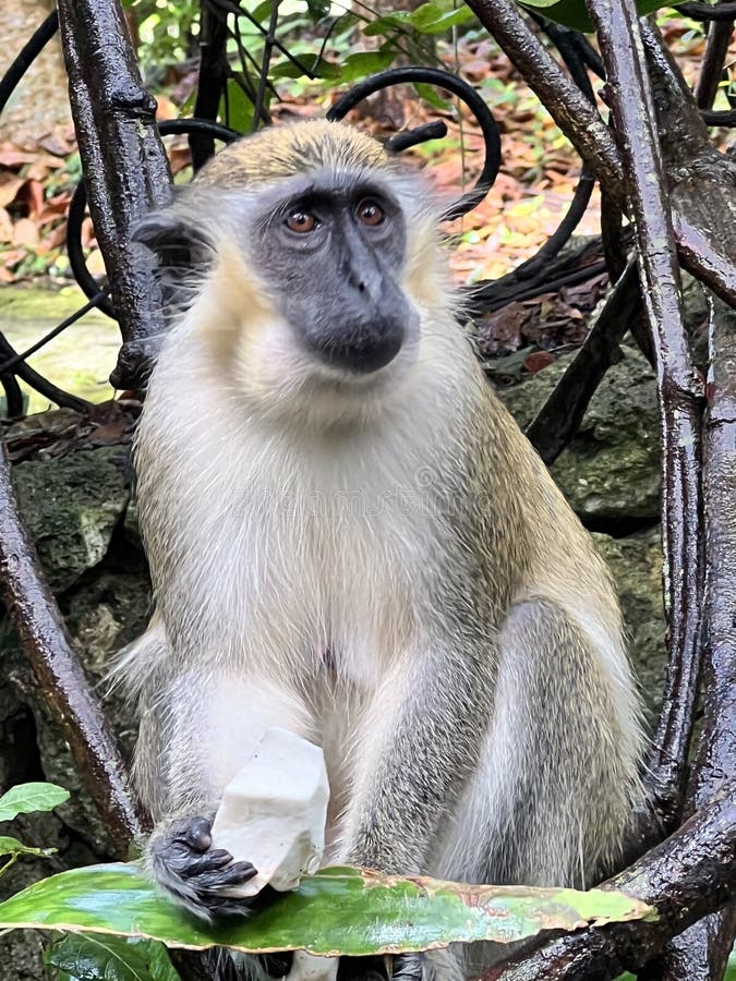 Monkey stock image. Image of wild, tree, small, monkey - 265286767