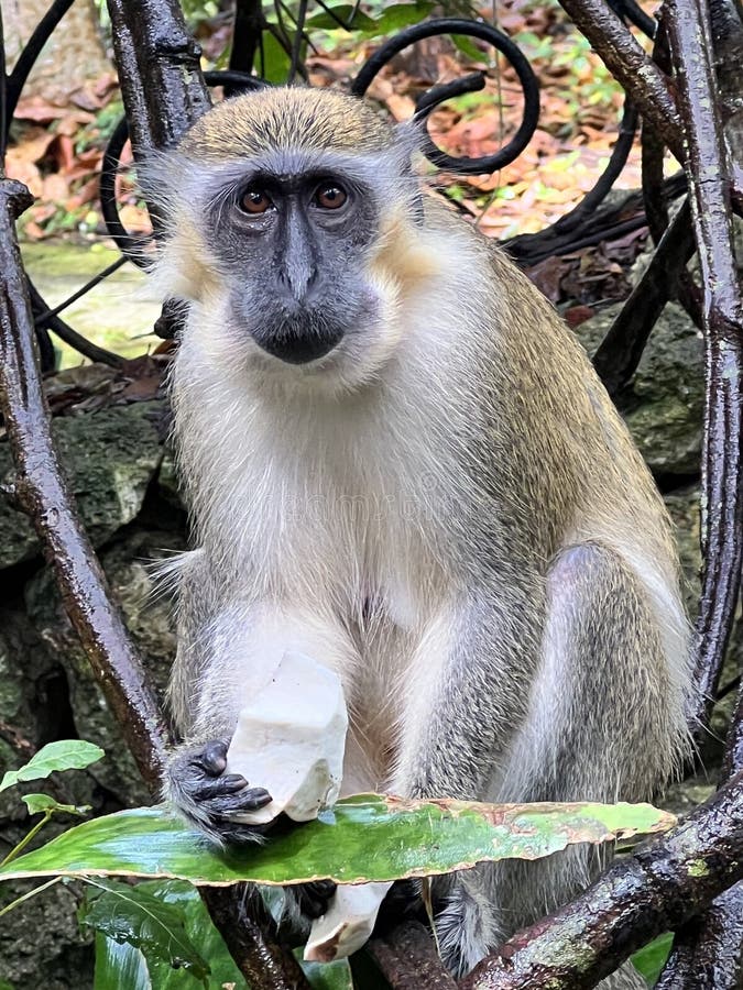 Monkey stock photo. Image of cute, branch, tree, monkies - 265286770