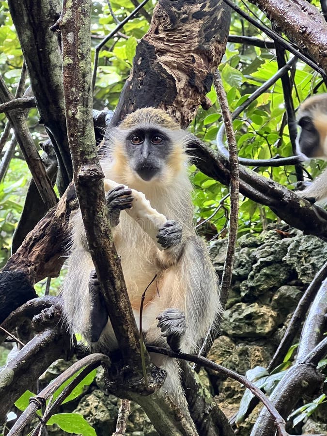 Monkey stock photo. Image of looking, monkies, cute - 265286774