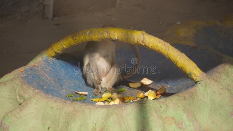 Shy Monkey Covering Face while Eating – Playful and Expressive Stock ...