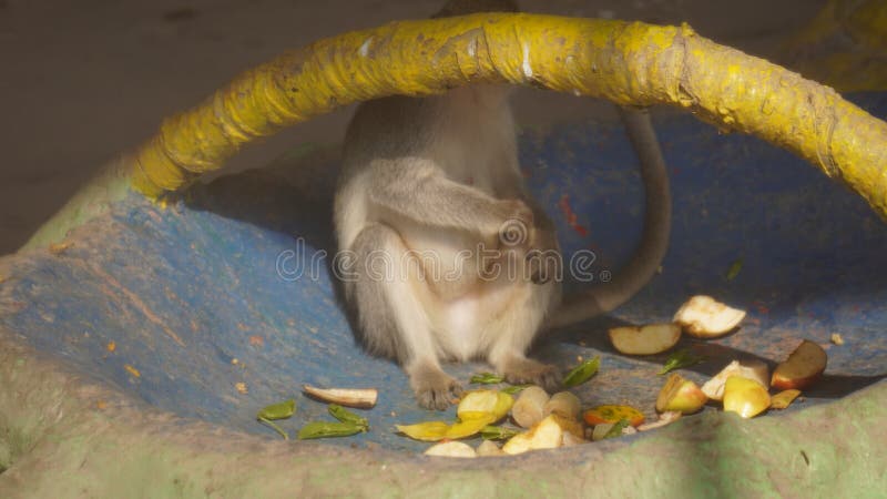 Shy Monkey Covering Face while Eating – Playful and Expressive Stock ...
