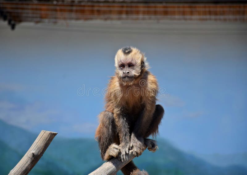 A Small Monkey Sits on a Stick in a Cage, Summer Stock Image - Image of ...