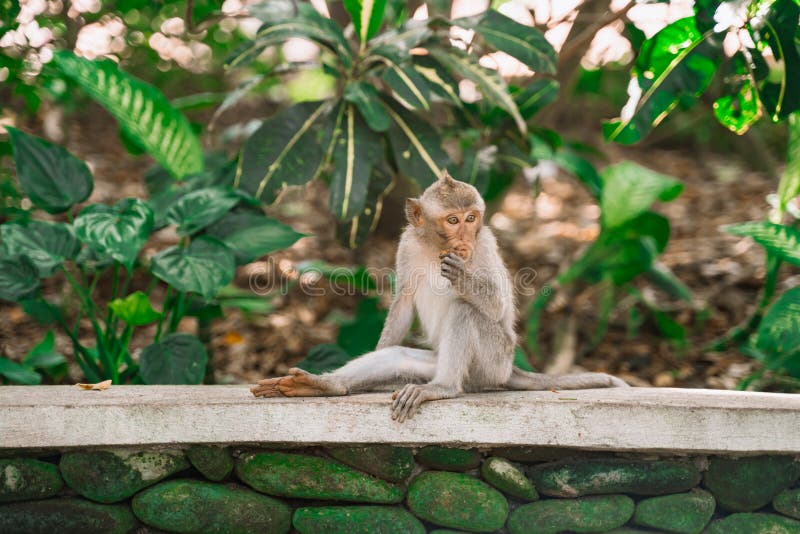 A Small Monkey Sits Thoughtfully on a Rock in the Jungle and Eats ...