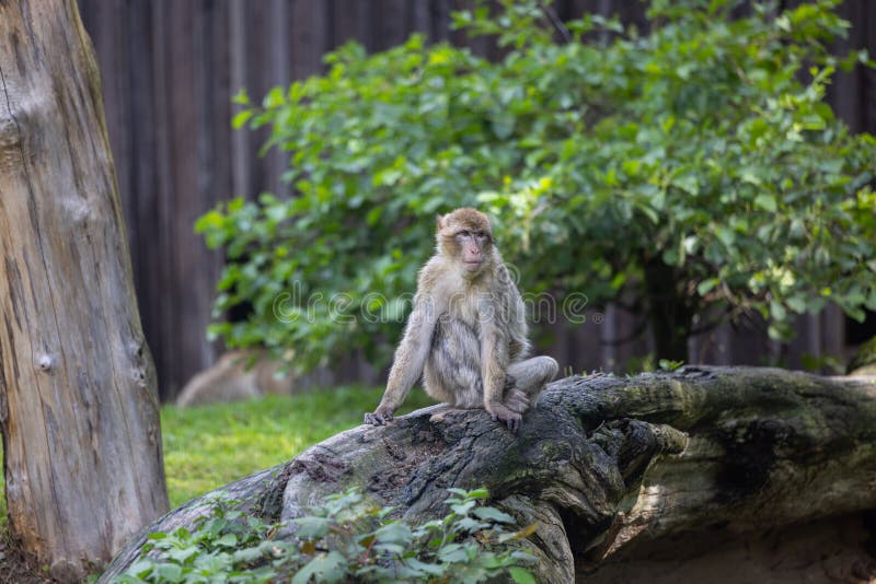 A Small Monkey Sitting on a Log in the Grass with Some Trees Stock ...