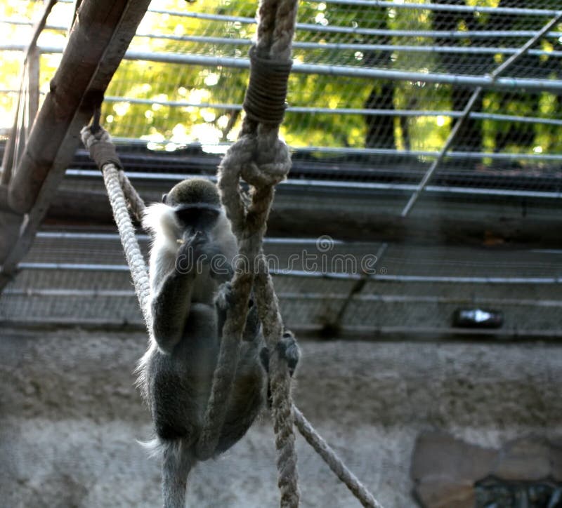 A small monkey on a rope stock image. Image of forest - 111677061