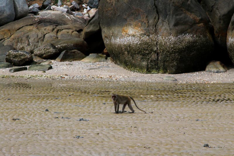 Small Monkey Swimming Seaside Stock Photo - Image of asia, macaque ...