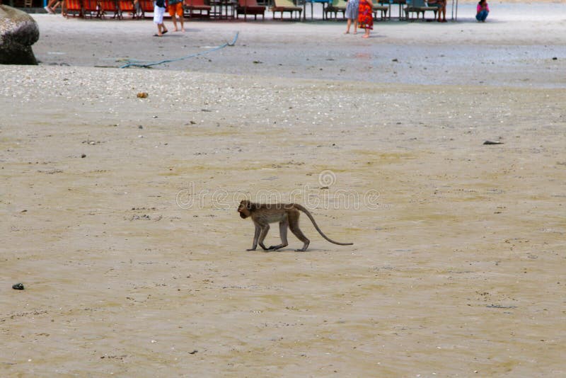 Small Monkey Swimming Seaside Stock Image - Image of mammal, cold: 74822805