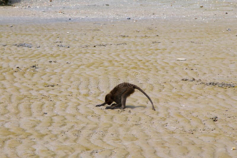 Small Monkey Swimming Seaside Stock Image - Image of sandy, relaxation ...