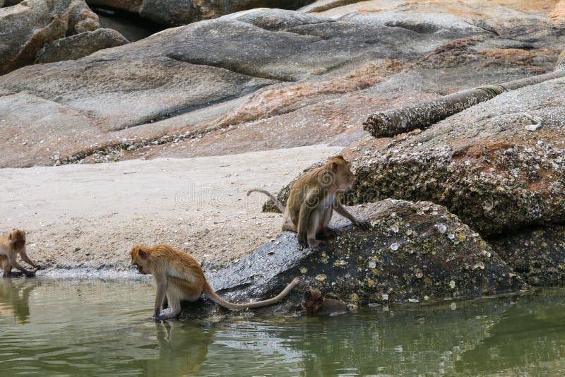Small Monkey Swimming Seaside Stock Image - Image of bath, face: 74823177