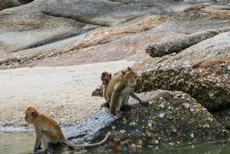 Small Monkey Swimming Seaside Stock Image - Image of lost, national ...